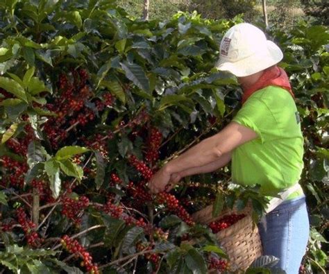Más De 4 Mil Recolectores De Café Se Necesitan En Pereira Para La