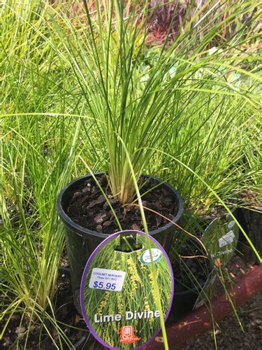 Lomandra Grasses Coolartnursery