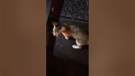 Cutty Pie Cat Youtube