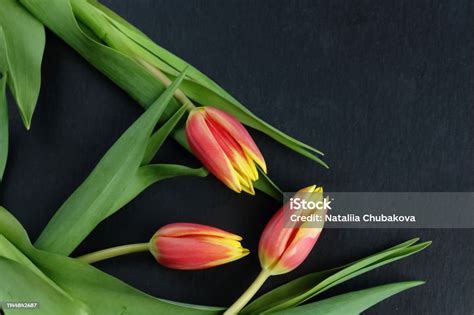 노란 붉은 꽃 튤립 꽃다발 녹색 잎과 줄기에 검은 슬레이트 배경 평면 누워 상단 보기 텍스트에 대 한 무료 복사 공간 0명에