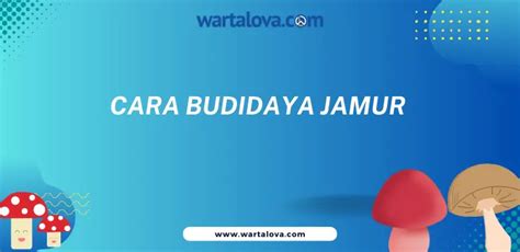 Cara Budidaya Jamur Panduan Lengkap Untuk Pemula