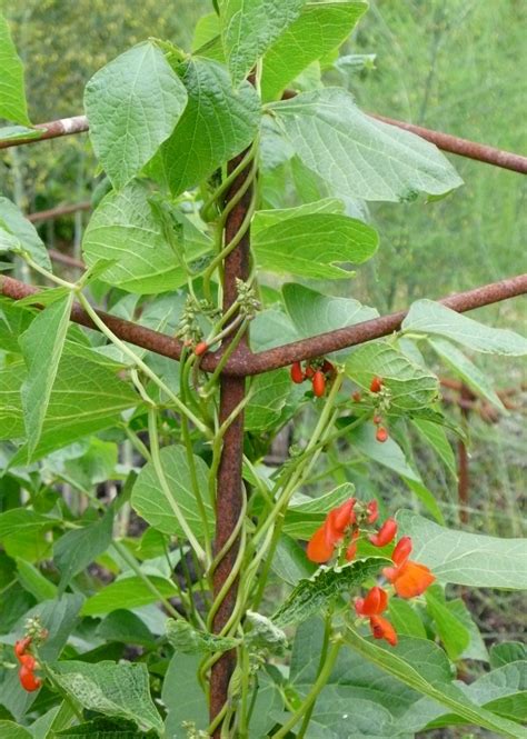 When To Plant Runner Beans The Ultimate Guide Muntons
