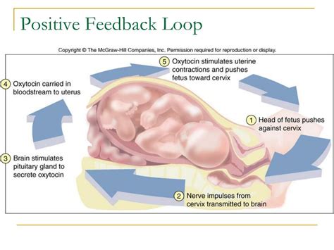 What Is Positive Feedback In The Endocrine System At Alexis Matthews Blog