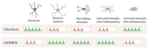 Glial Cells