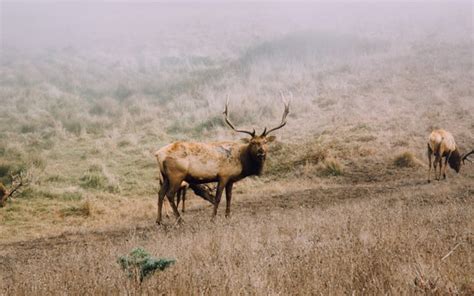 Hunt Zero Day Threats With Ai And Python