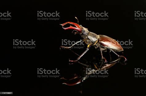 검은 배경에 사슴 딱정벌레 루카누스 Cervus 근접 촬영 0명에 대한 스톡 사진 및 기타 이미지 0명 갈색 검은색