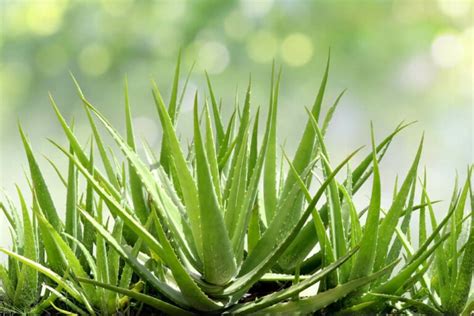 How To Plant Aloe Vera Without Roots No Fail Method Outdoor