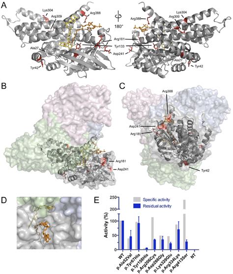 Localization Of Side Chains Affected By Mutations And Residual Enzyme