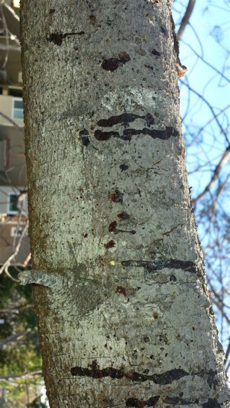 Pine Bark Beetles Identification And Prevention