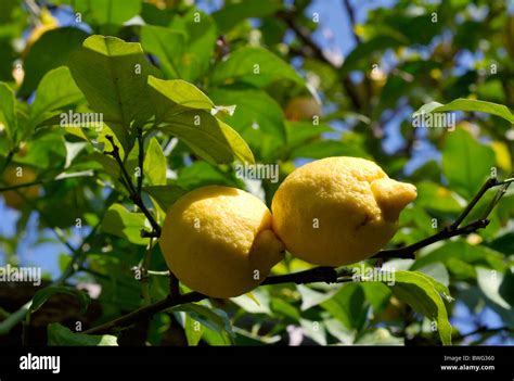 Two Lemons Growing On The Tree Stock Photo Alamy