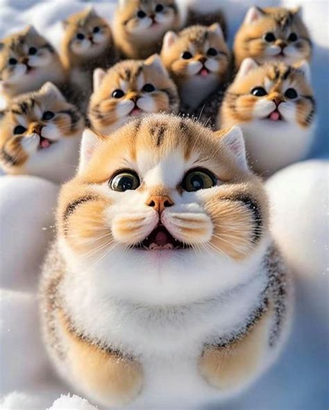 Cute Cats To Make You Smile Funny Cats Doing Funny Things Cute Cats