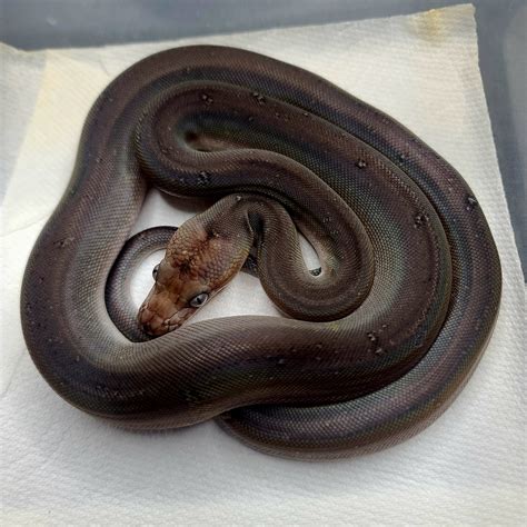 Kalatoa Super Dwarf Super Tiger Super Motley 100 Double Het Purple