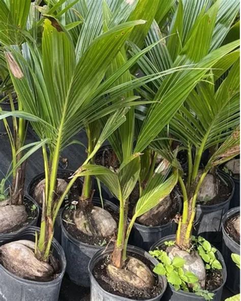 Dwarf Coconut Tree Malayan Dwarf 3ft And Up No Ship To Ca Etsy