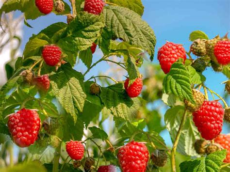 raspberry netting — redmond supply