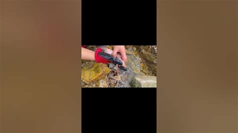今天趕海抓到了許多的小螃蟹，石塊下的小海鮮也來湊熱鬧！ Fishing 趕海 Youtube