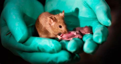 Alarmante Brote De Hantavirus En Argentina Ha Provocado 12 Muertes
