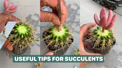 Useful Tips For Your Succulents Part 13 多肉植物 다육이들 Suculentas