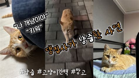 [🐱냥줍 And 간택당한 Vlog] 🐶개냥이 냥줍ㅣ 하루만에 친해진 개냥이ㅣ집가는데 따라온 고양이ㅣ댕집사가 냥이한테 간택당한 사연ㅣ헤오니는 임보중 Youtube