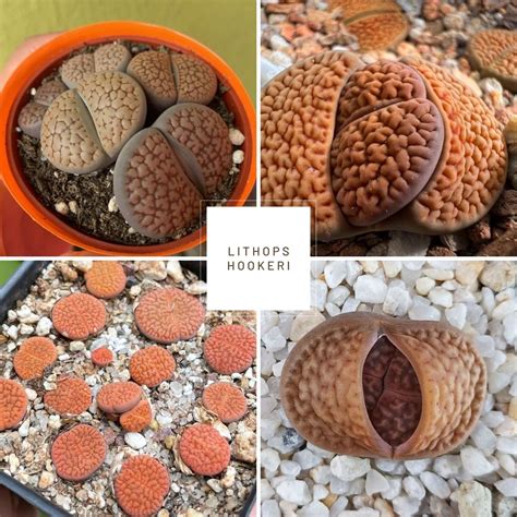 My Complete Lithops Identification Guide
