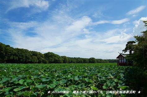 ★hiroの部屋★ 湖水ケ池公園のハス 宮崎県児湯郡新富町