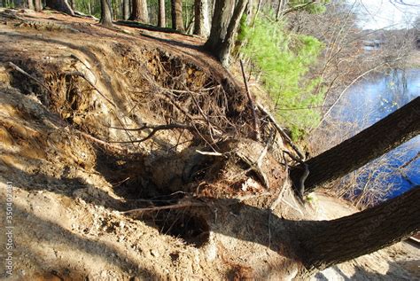 Exposed Tree Root Systems Due To Erosion And Weathering Along River Bank Stock Photo Adobe Stock