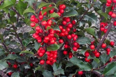 China Girl Holly Bushes And Shrubs