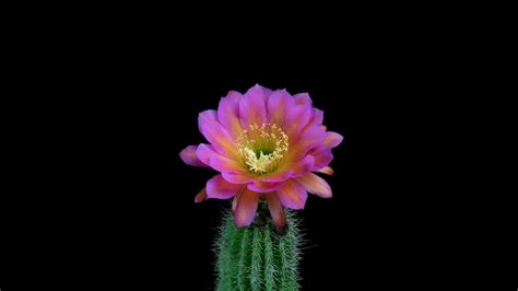 Trichocereus Hybrid Bloom Rsucculents