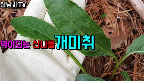 약이되는 산나물 종류 구별 개미취 미역취 벌개미취 취나물 두릅 산남자 약초 버섯 봄나물 초보자 산행 항암 자연 건강 Youtube