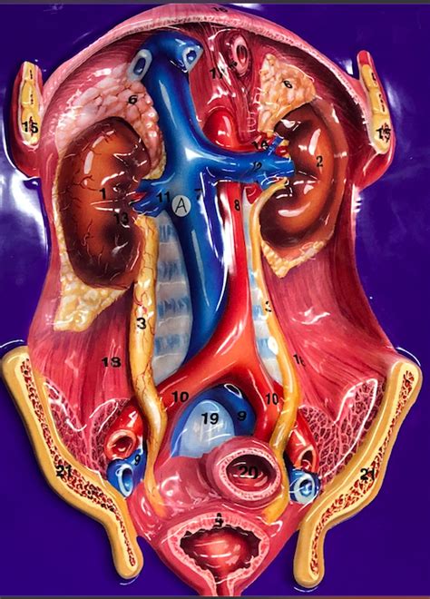 Urinary System Plaque Pt 1 Diagram Quizlet