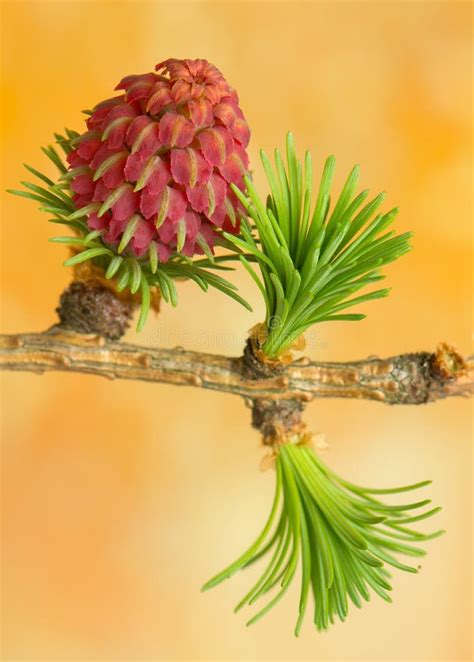 Flor Del Alerce Foto De Archivo Imagen De Madera Hembra 39982128