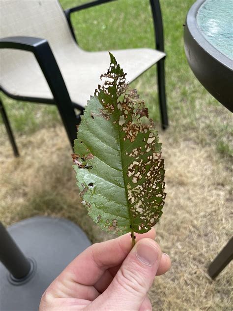 Cherry Tree Bug Rplantclinic