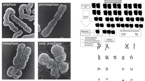 Nucleoside Definition Types Structure Functions Biology Notes Online