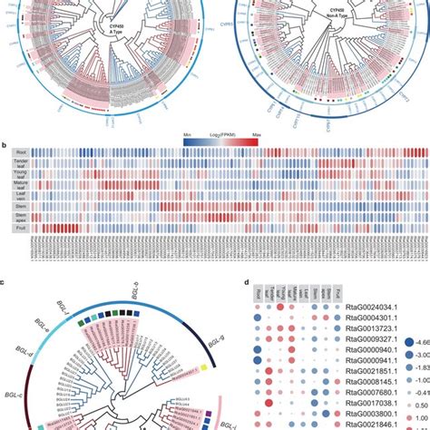Phylogenetic Tree And Expression Pattern Of Candidate Families For