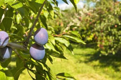 Learn Plum Tree Identification How To Guides Tips And Tricks