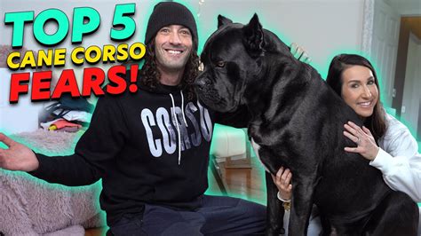 Top 5 Cane Corso Fears When Getting One Youtube
