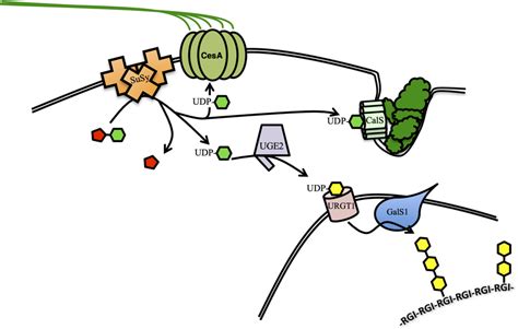Schematic Representation Of The Role Of Sucrose Synthase Susy In