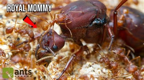 What The Queens Of Different Ant Species Look Like YouTube