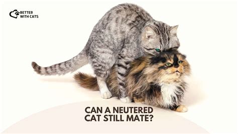 Can A Neutered Cat Still Mate And Impregnate A Female