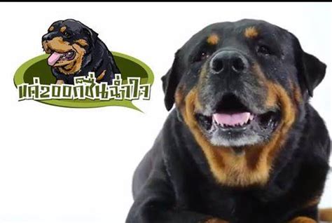 พี่หมี Vrzo