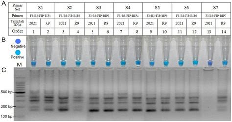 Optimization Of Lamp Primers A Information For Lamp Primer Sets