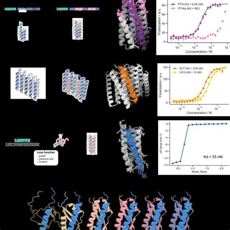 Pdf De Novo Design Of High Affinity Protein Binders To Bioactive Helical Peptides