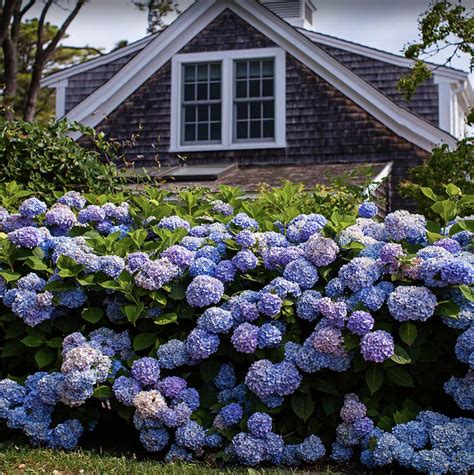‘the Future Of Your Blooms Depends On It 5 Common Hydrangea Mistakes