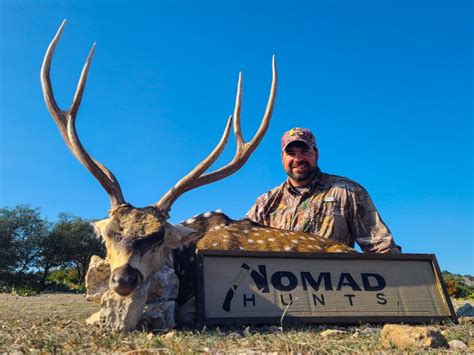 Axis Hunts In Texas Texas Axis Deer Hunting Guide Nomad
