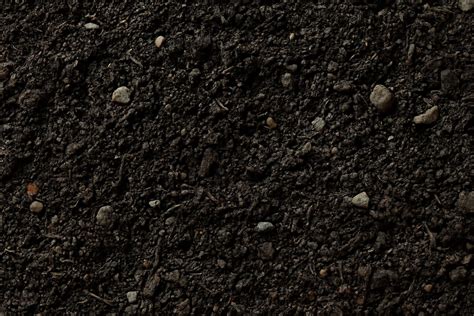 Palaidas Juodžemis Nesijotas Juodzemislt