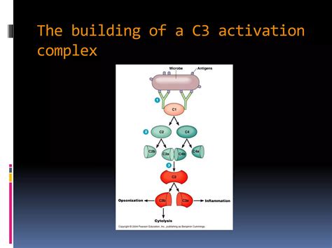 Complement System Ppt