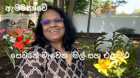 13 ඇමරිකාවේ ගෙවතු වගාව සෙවෙනේ හැදෙන මල් සහ එළවළු වලින් අදුරු සෙවන තැන් ලස්සන සහ ඵලදායී කරගනිමු