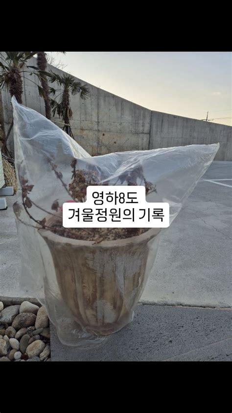 구희경 25110 영하8도 겨울정원의 기록 유칼립투스와 라벤더는 추위를 견디던 잎들이 초록에서 짙은 색으로 변해 보라색을 띈다 만져보니 찬기운이 견디려 얼마나