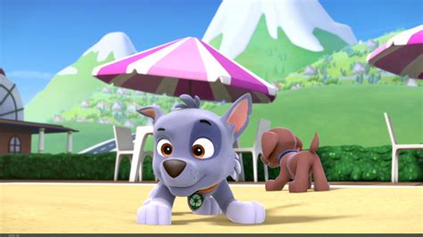 Rocky Paw Patrol Photo 40263360 Fanpop Page 11