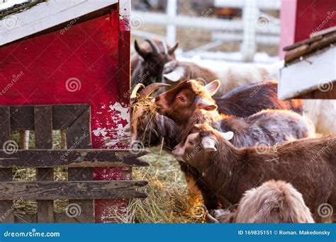 Group Of Cute Of Nigerian Dwarf Goats Eating Hay By The Barn Beautiful