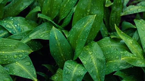 Wild Leeks Thrive In Moist North Facing Environments Technology Networks